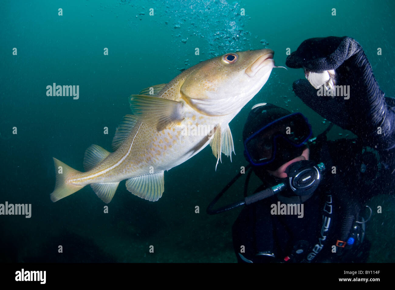 Atlantic cod, Eyijafjordur, Akureyri, Iceland Stock Photo - Alamy