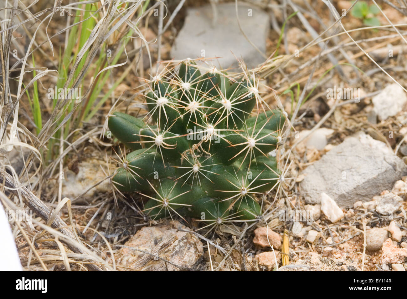 Missouri Beehive Cactus Stock Photo - Alamy