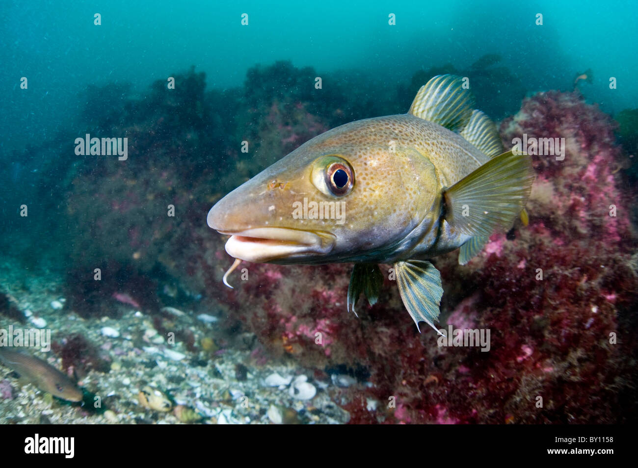 Atlantic cod, Eyijafjordur, Akureyri, Iceland Stock Photo - Alamy