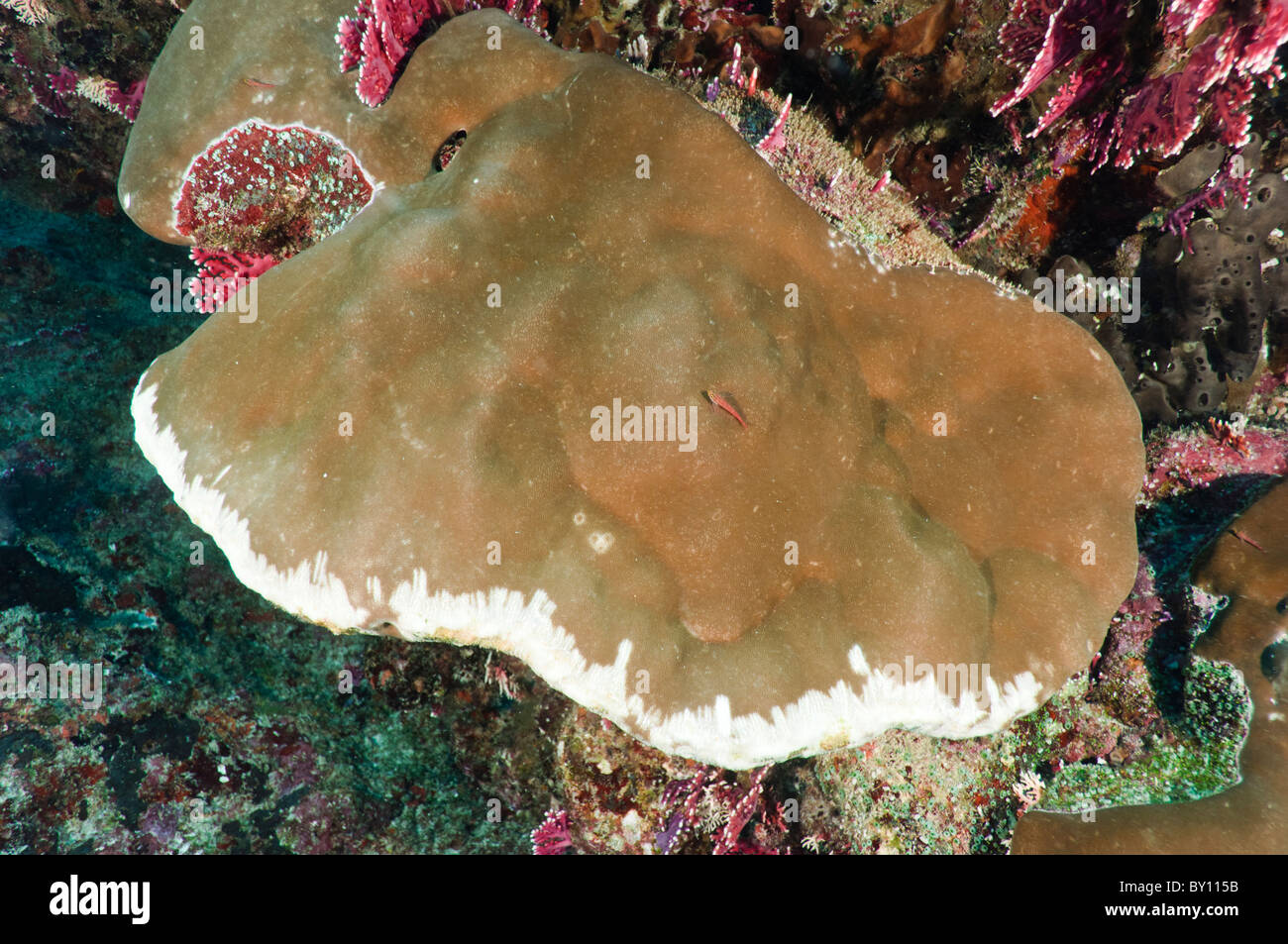 Parrotfish bite marks coral hi-res stock photography and images - Alamy
