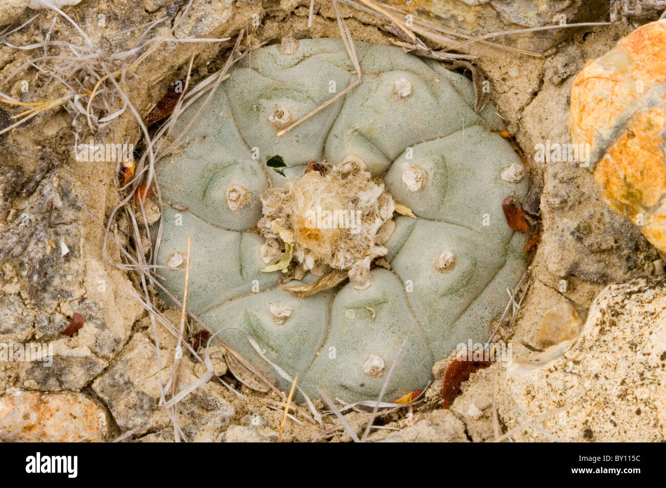 Peyote cactus hi-res stock photography and images - Alamy
