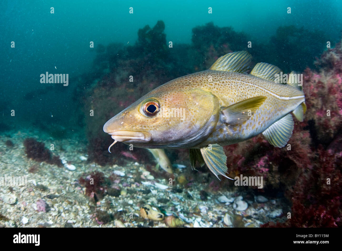 Atlantic cod underwater hi-res stock photography and images - Alamy
