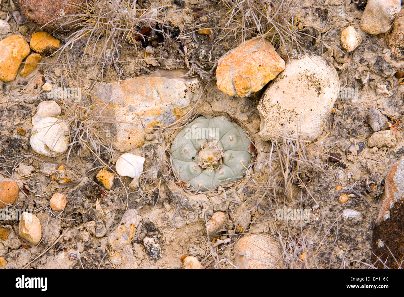 Peyote cactus hi-res stock photography and images - Alamy