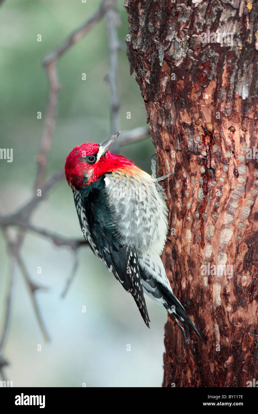 Red breasted sapsucker hi-res stock photography and images - Alamy