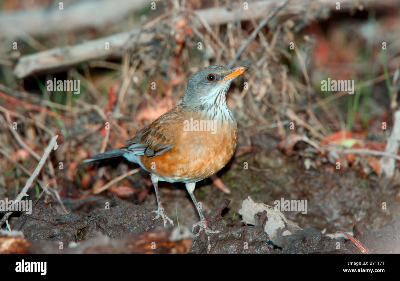 Rufous wings hi-res stock photography and images - Alamy