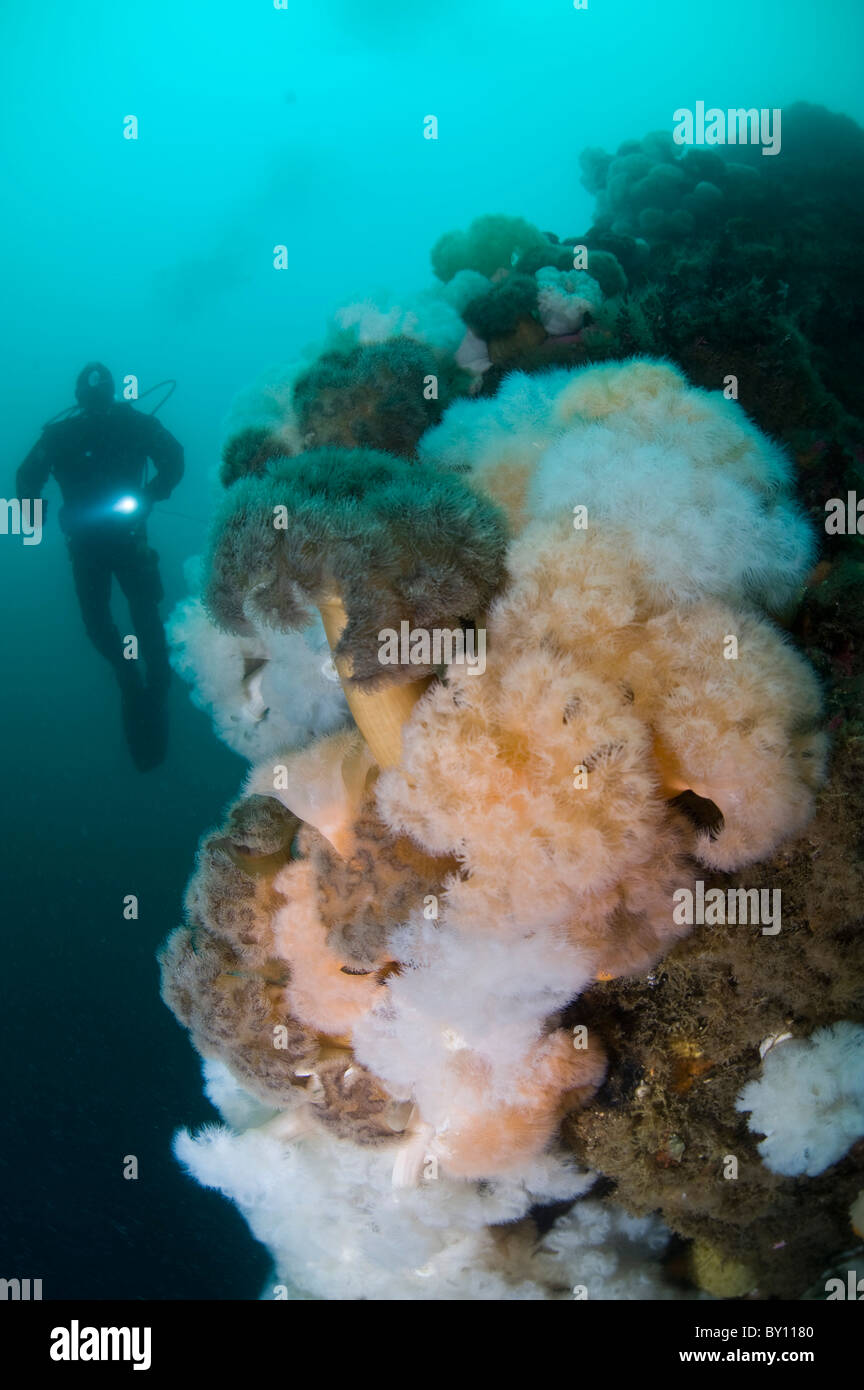 Fjord diving hi-res stock photography and images - Alamy