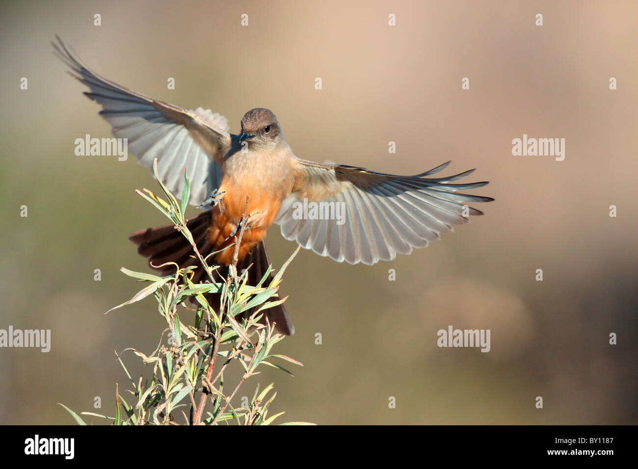 Say's Phoebe landing Stock Photo - Alamy