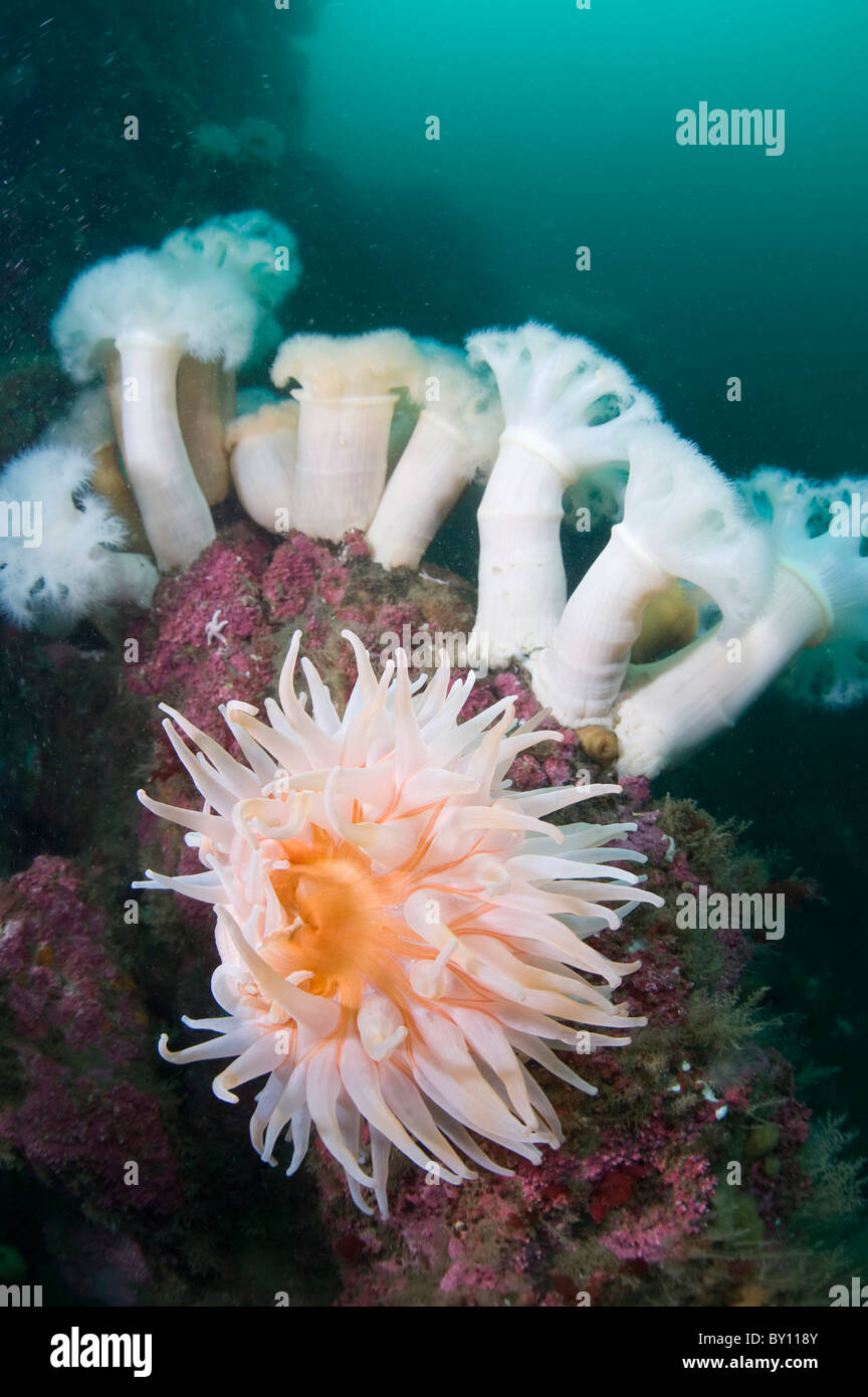 Sea anemone reproduction hi-res stock photography and images - Alamy