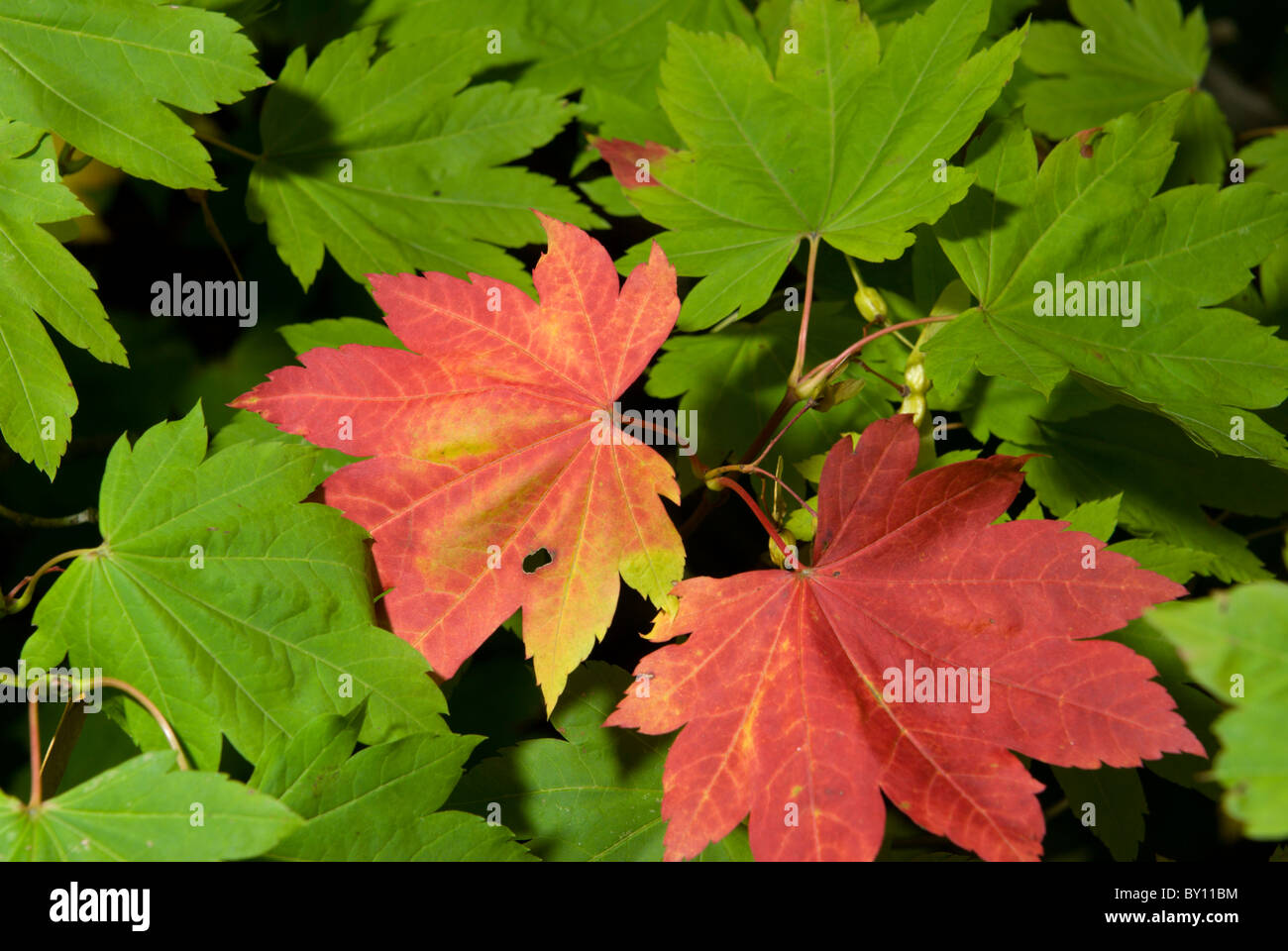 Complete contrast of leaves on a single Acer tree with some turning an ...