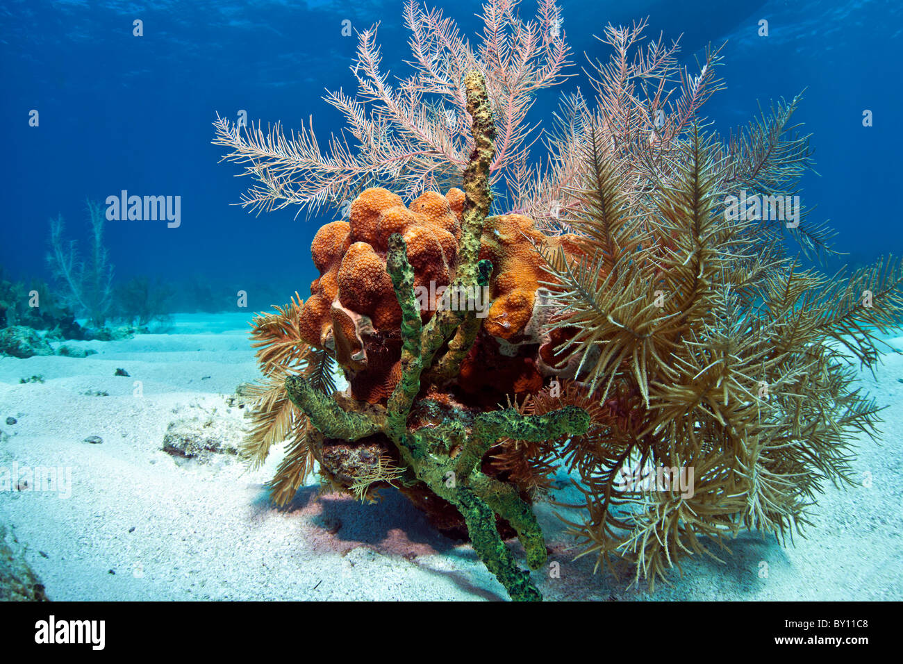 Coral garden hi-res stock photography and images - Alamy
