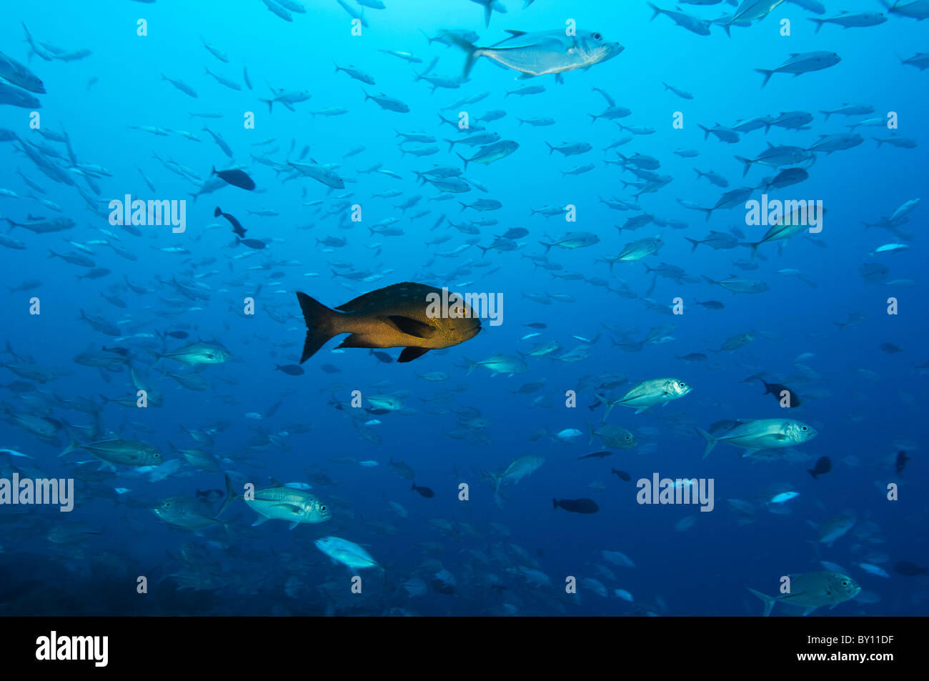 Mapia hi-res stock photography and images - Alamy