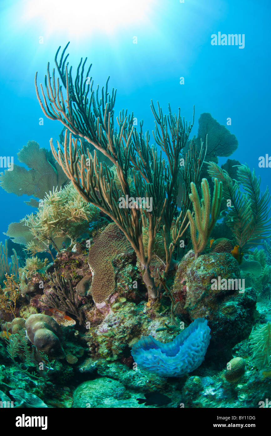 Black sea rod coral hi-res stock photography and images - Alamy