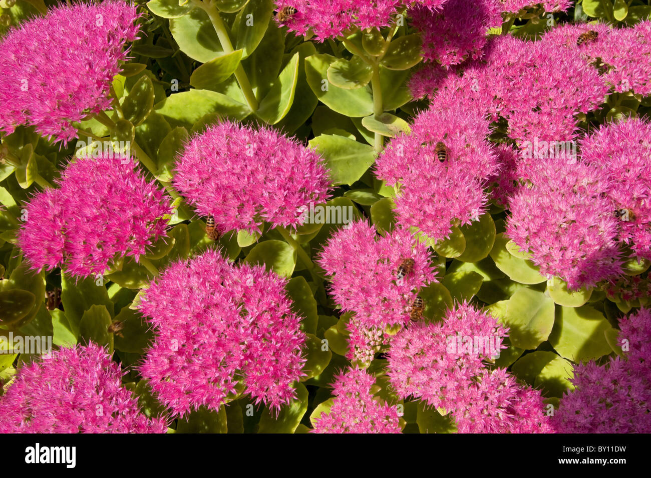 Sedum spectabile hi-res stock photography and images - Alamy
