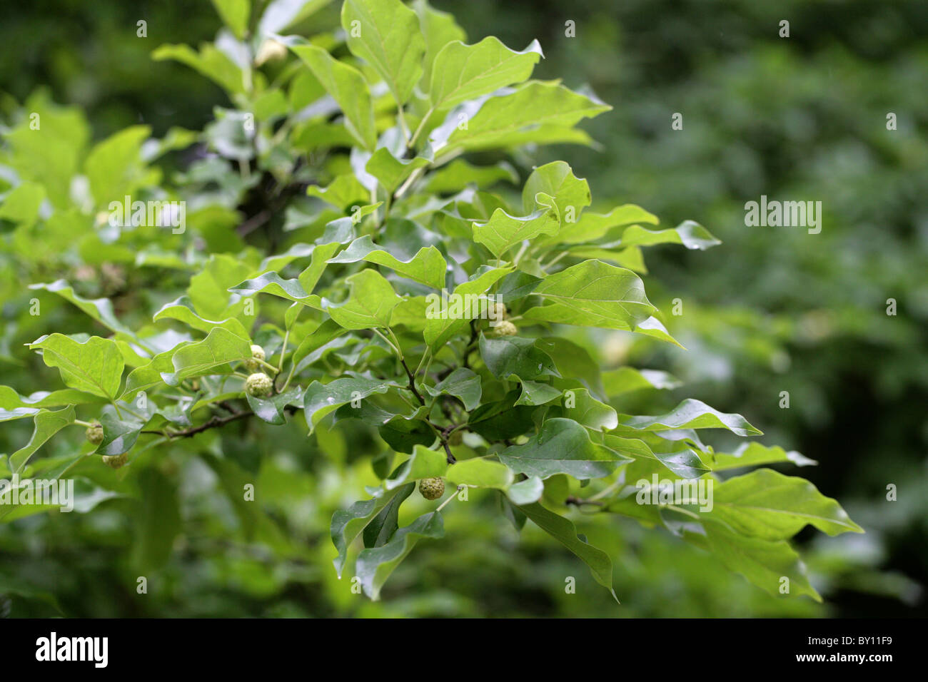 Chinese Mulberry, Cudrang or Mandarin Melon Berry, Maclura tricuspidata ...