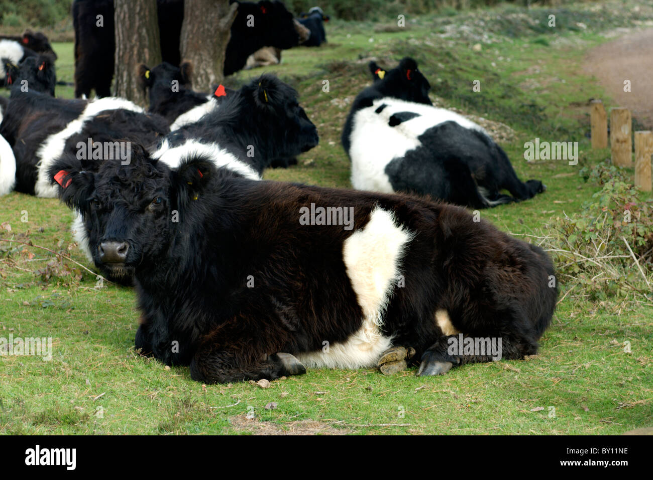 Galloway cattle in forest hi-res stock photography and images - Alamy