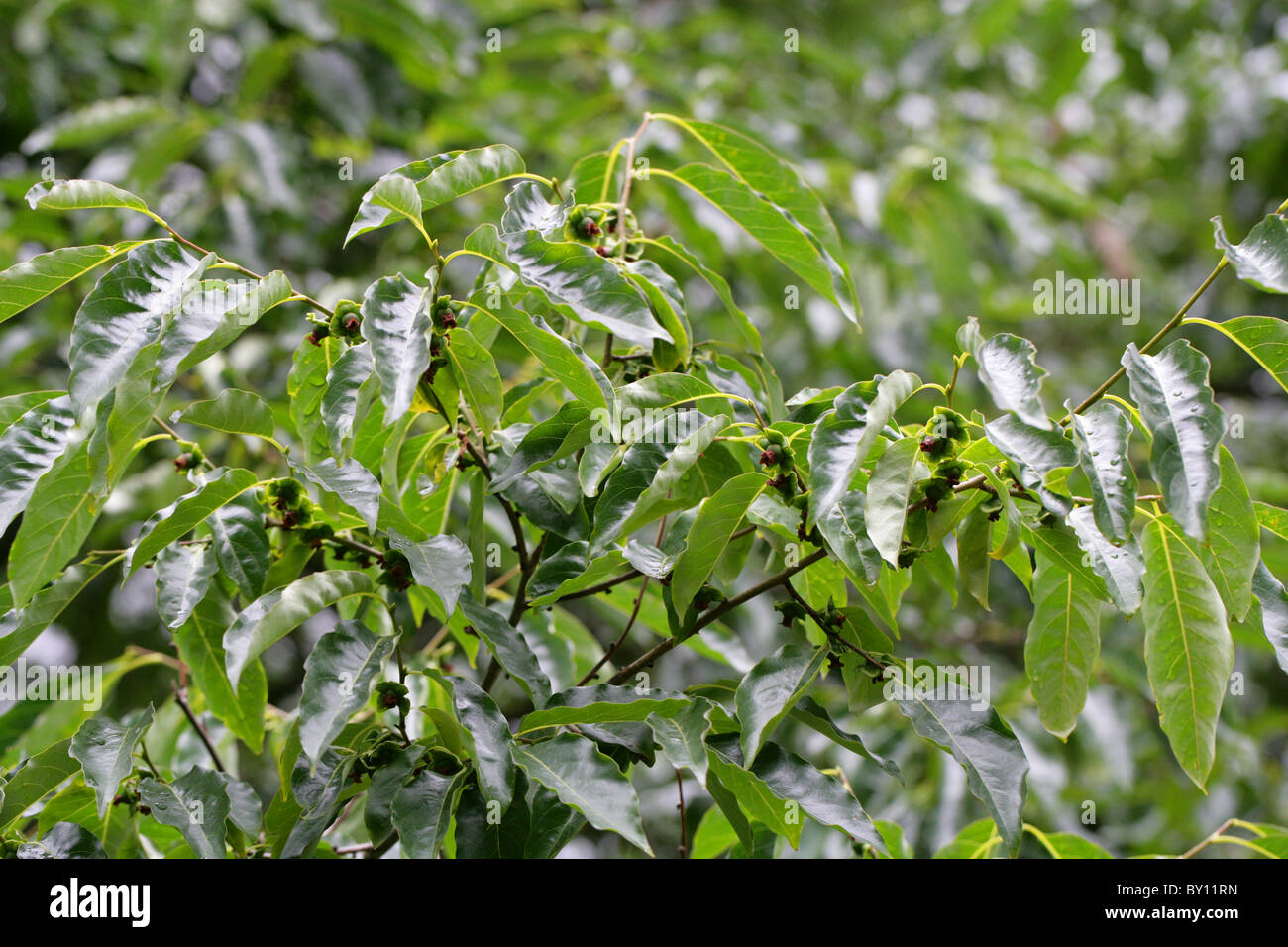 Date plum tree hi-res stock photography and images - Alamy