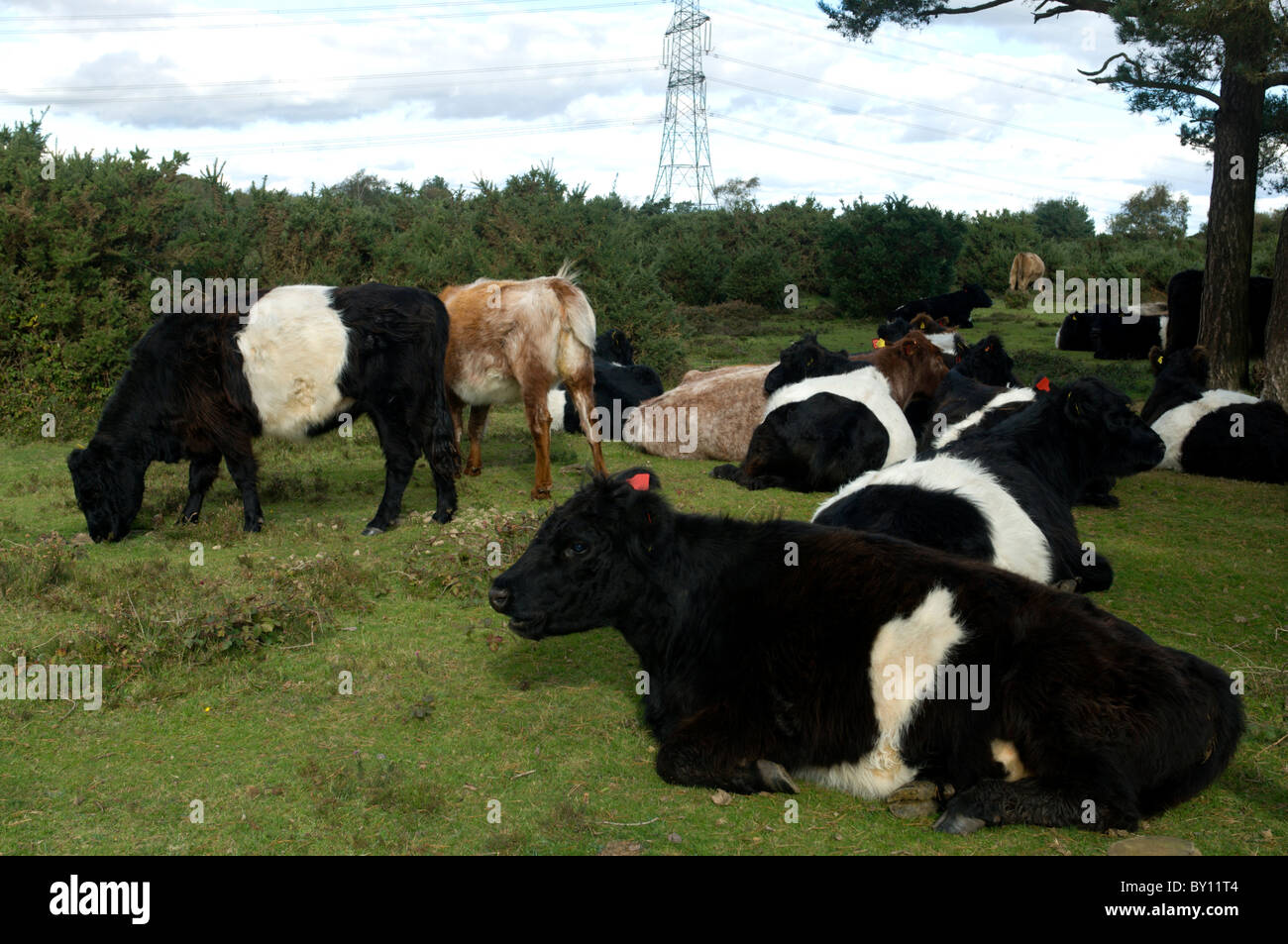 The new galloway forest hi-res stock photography and images - Alamy