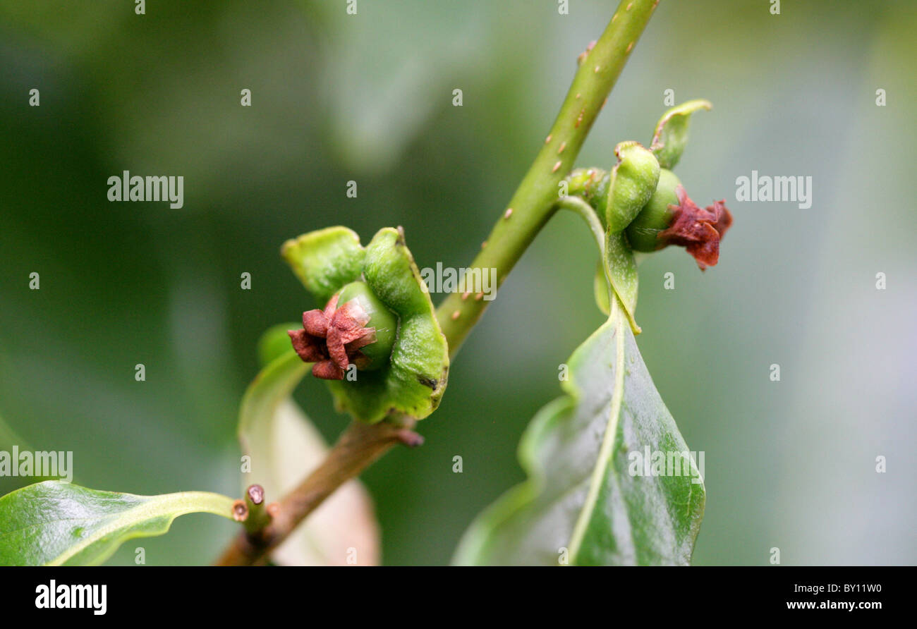 Date Plum, Diospyros lotus, Ebenaceae. Western Asia and China. Unripe ...