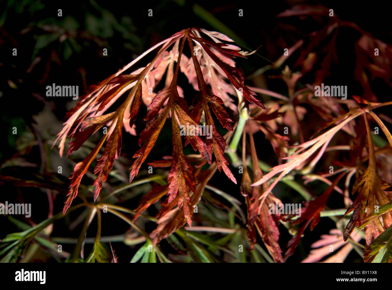 Harsh lighting creates an eerie effect with autumnal bronze leaves ...