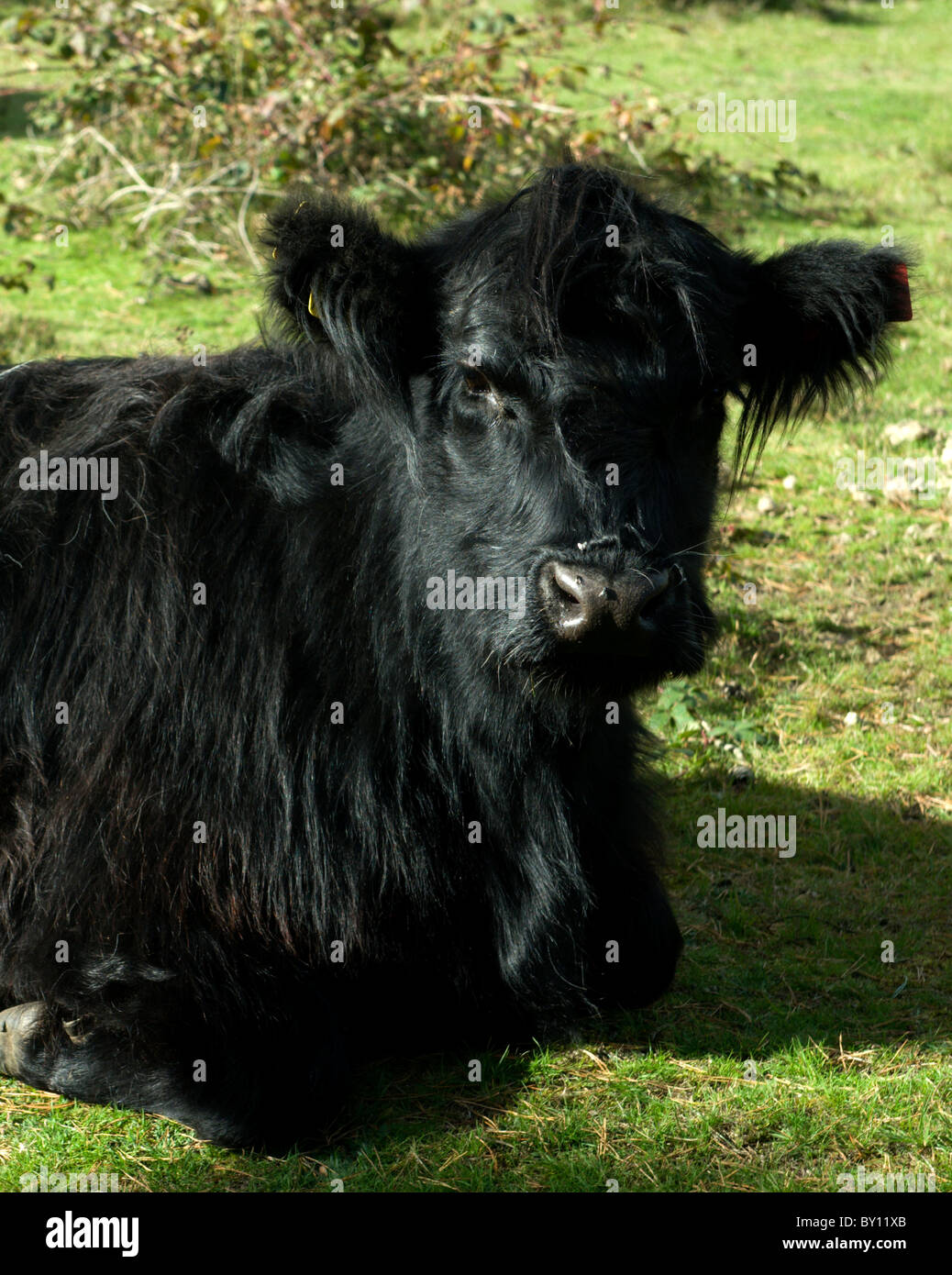 Hornless Cattle Stock Photos & Hornless Cattle Stock Images - Alamy