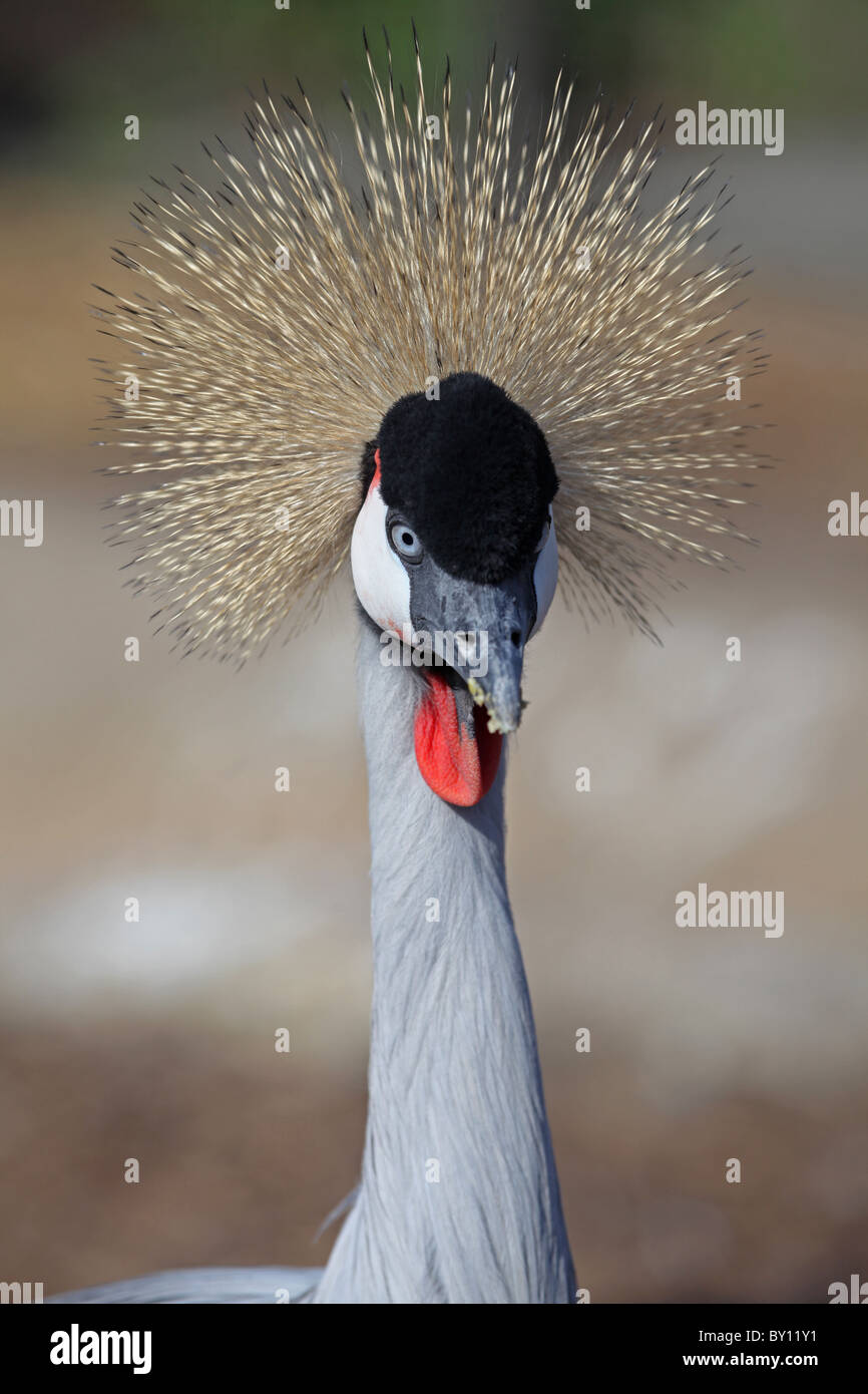 Bird crown hi-res stock photography and images - Alamy