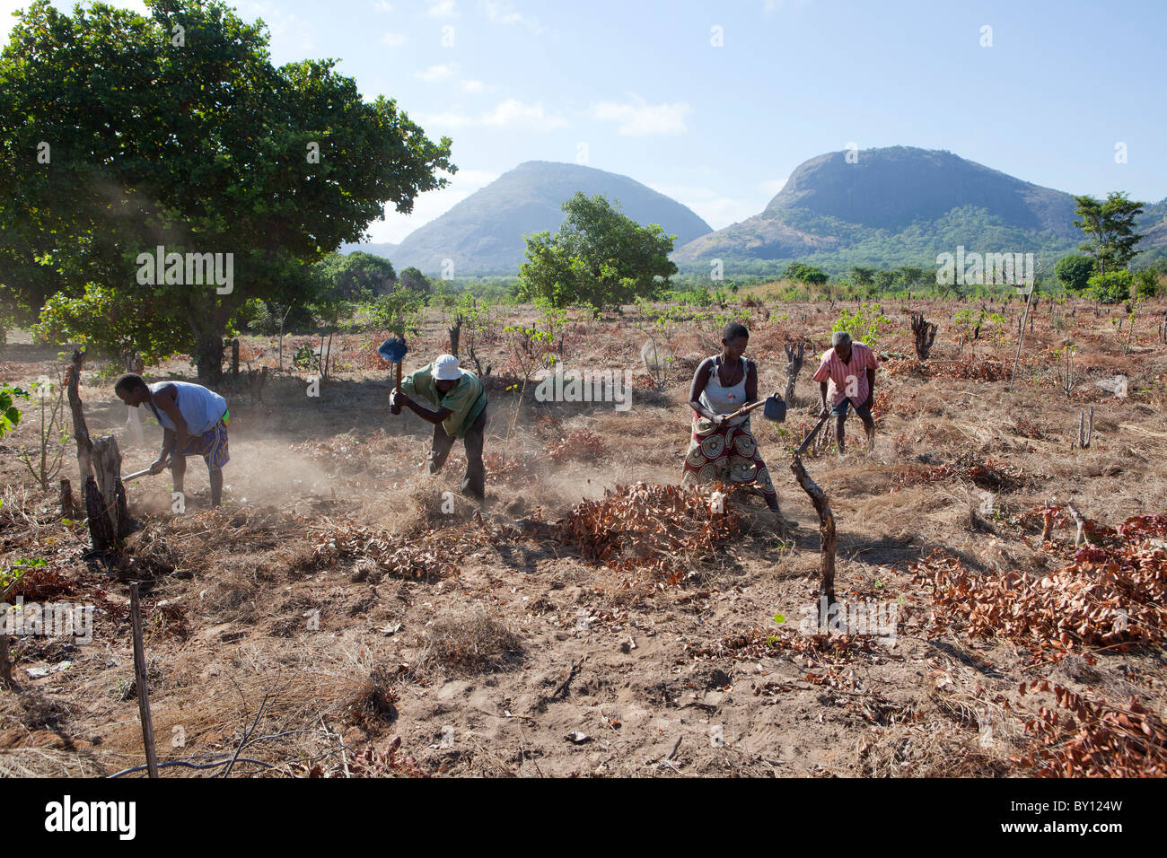 MECEBURI FOREST, NEAR NAMPULA, MOZAMBIQUE, May 2010: Farm labourers ...
