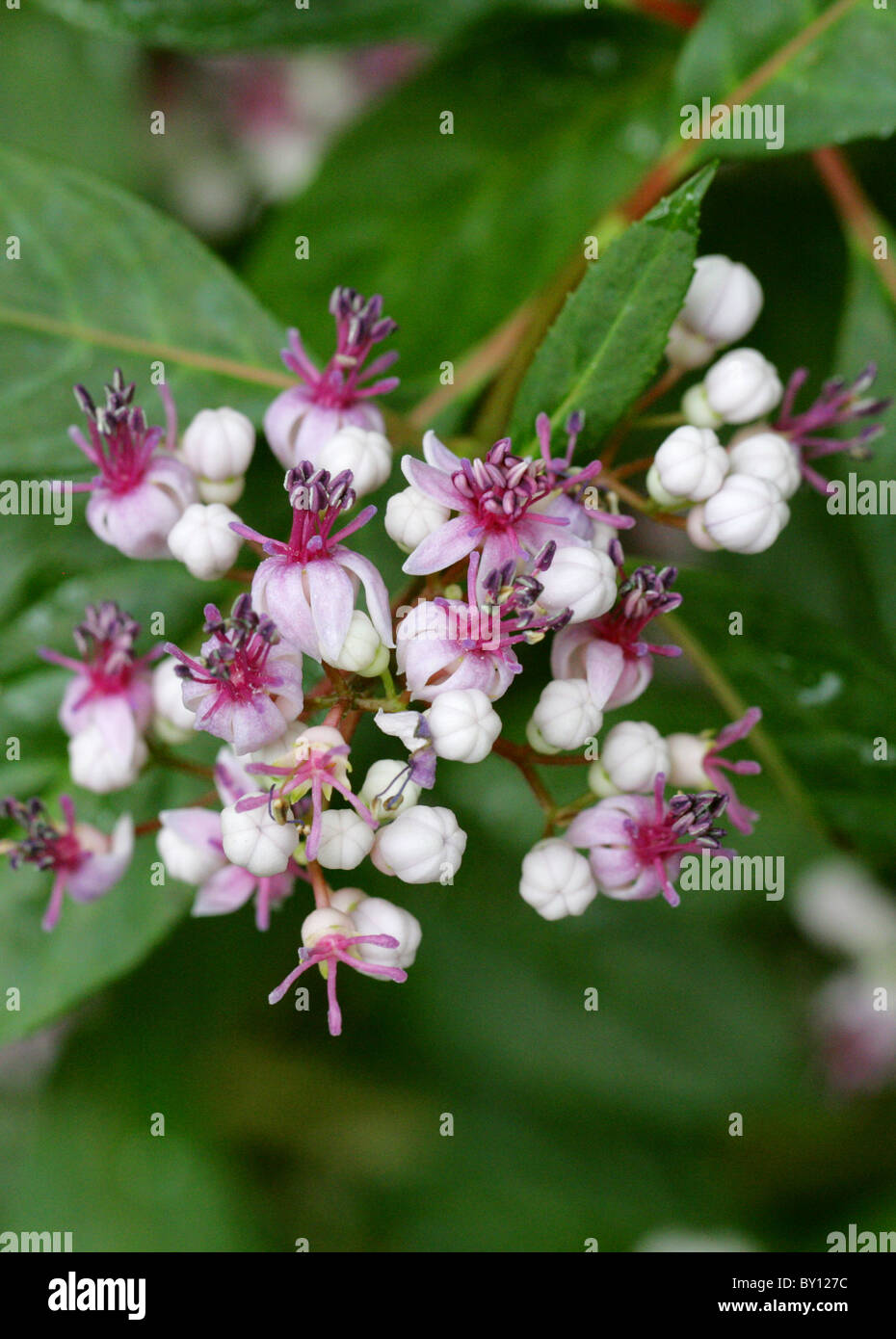 Evergreen Hydrangea, Dichroa versicolor, Hydrangeaceae, China, Asia ...