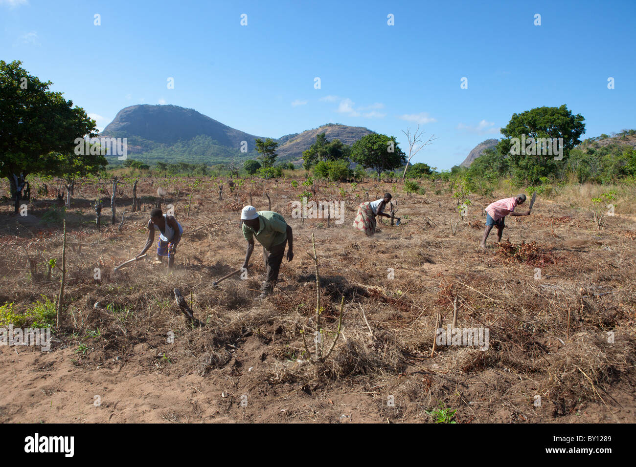 MECEBURI FOREST, NEAR NAMPULA, MOZAMBIQUE, May 2010: Farm labourers ...
