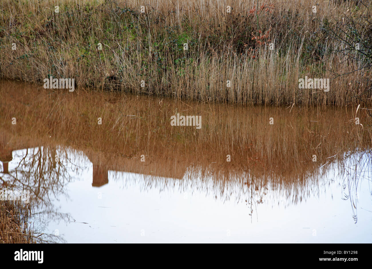 A reflection of reeds and a marsh cottage in a dyke by Hickling Broad ...