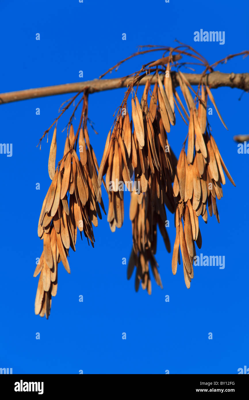 Seeds of an ash-tree (Fraxinus excelsior, or European Ash Stock Photo ...