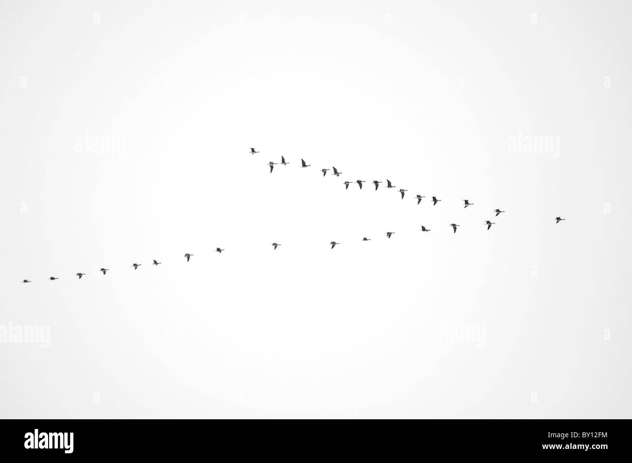 Migrating geese in formation flight Stock Photo - Alamy