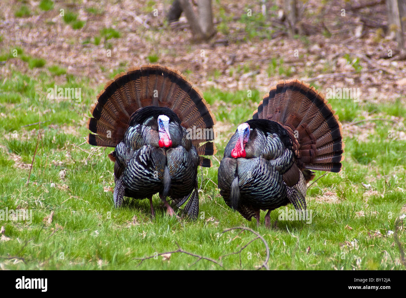 Two adult male turkeys display during mating season Stock Photo - Alamy