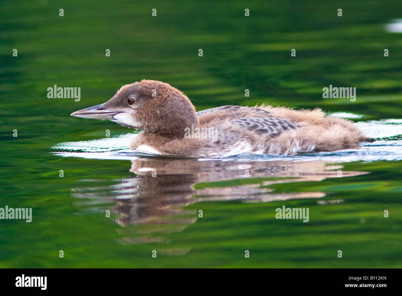 Juvenile Loon