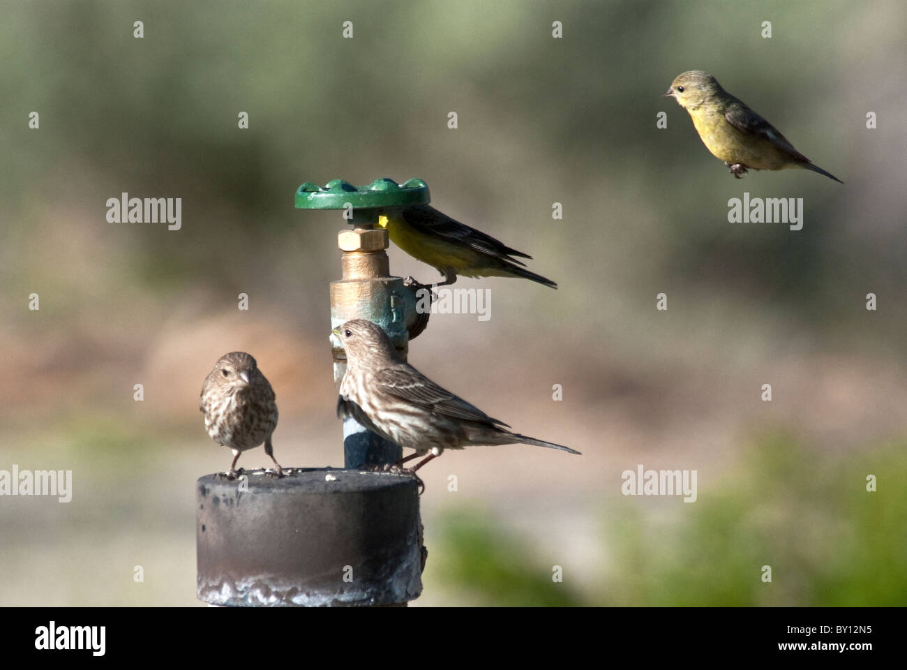 House Finches and Lesser Goldfinch at leaky water spigot Anza Borrego ...