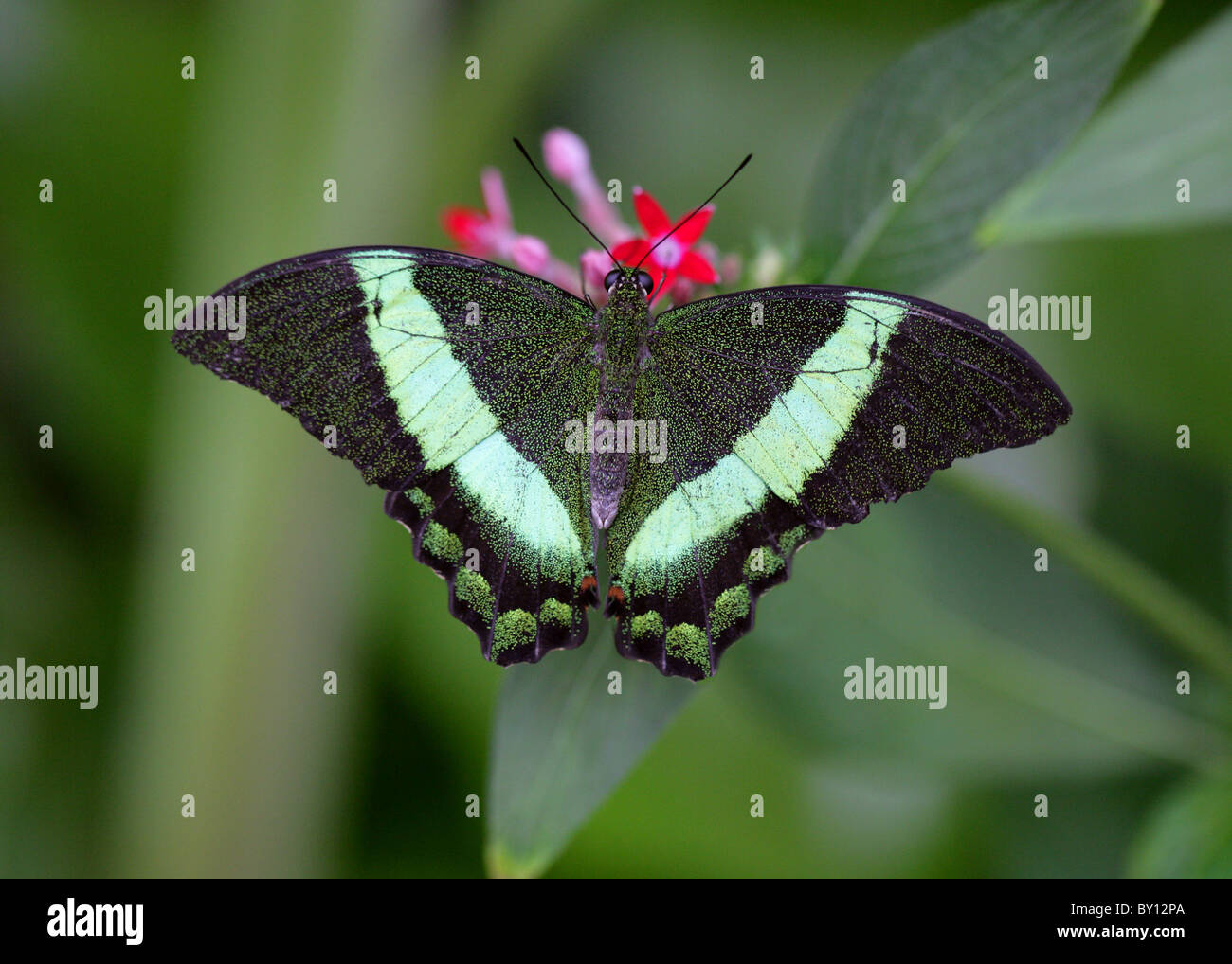 Emerald or Green Banded Swallowtail Butterfly, Papilio palinurus ...