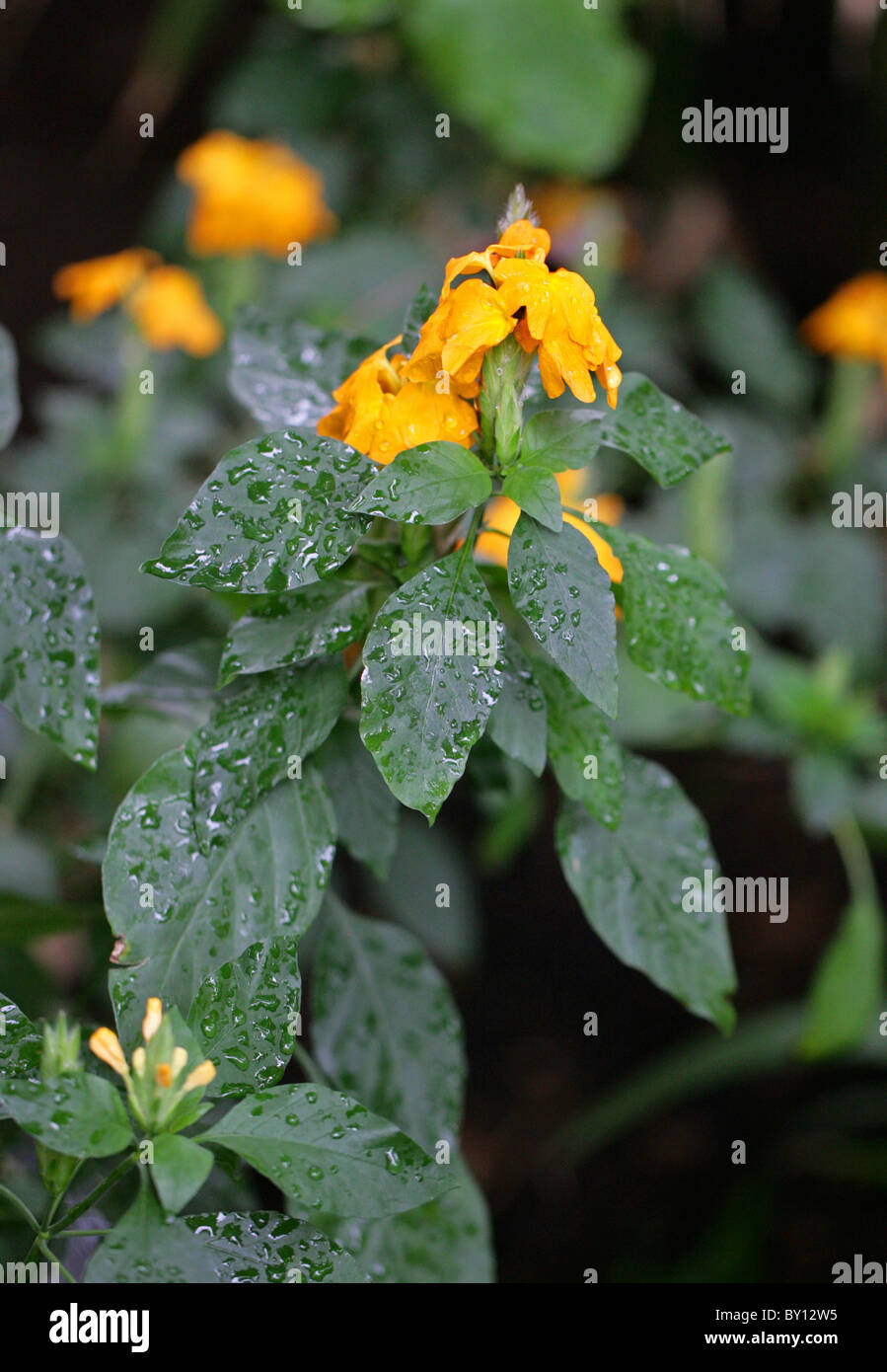 Firecracker plant hi-res stock photography and images - Alamy