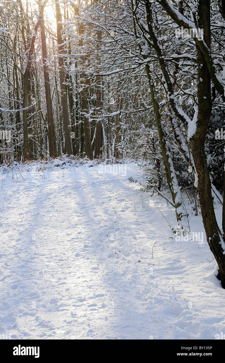 Snow in woods hi-res stock photography and images - Alamy