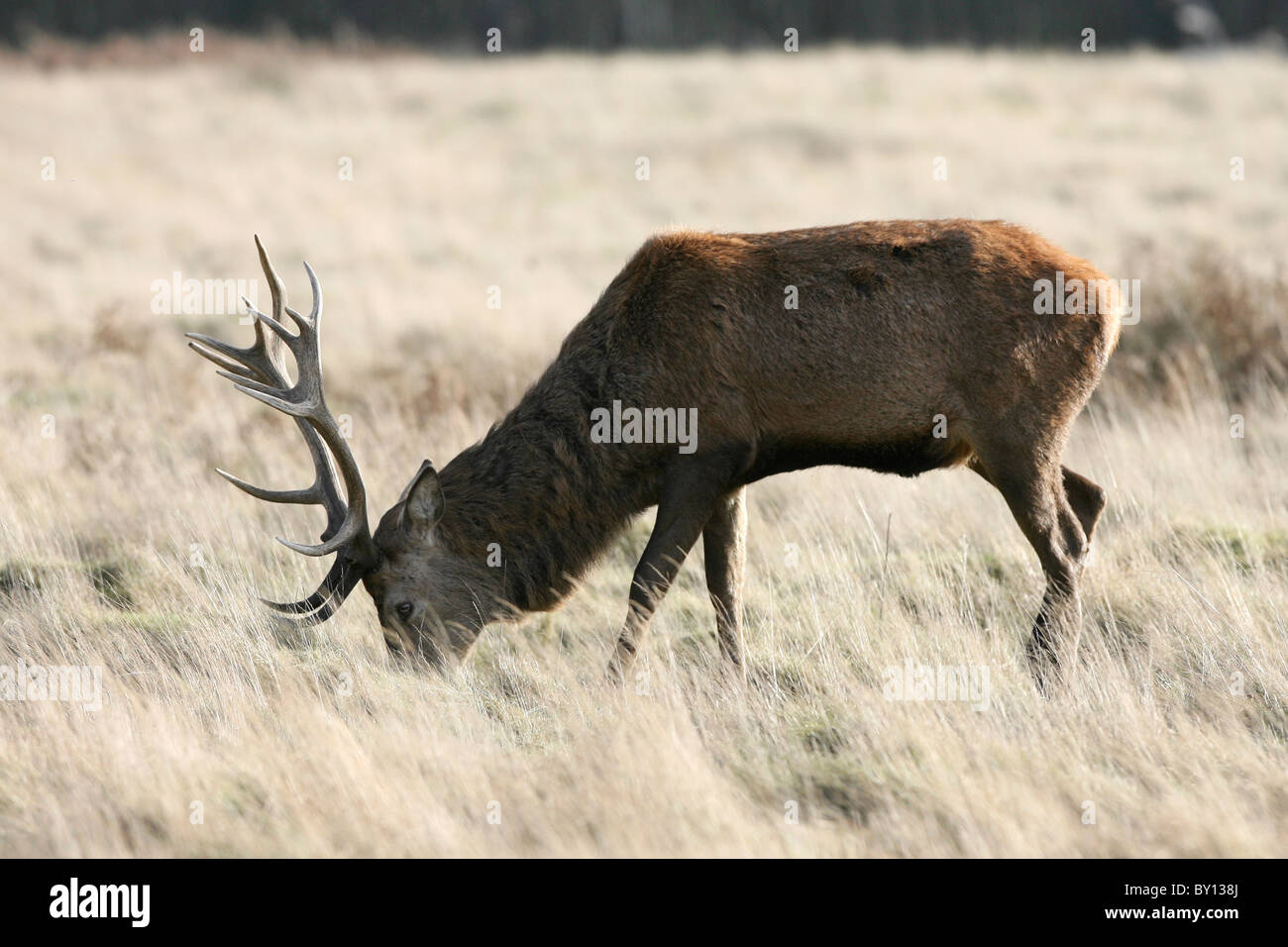 A stag eating grass in Richmond Park, London Stock Photo - Alamy