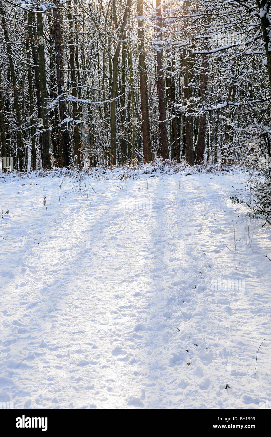 Snow in woods hi-res stock photography and images - Alamy