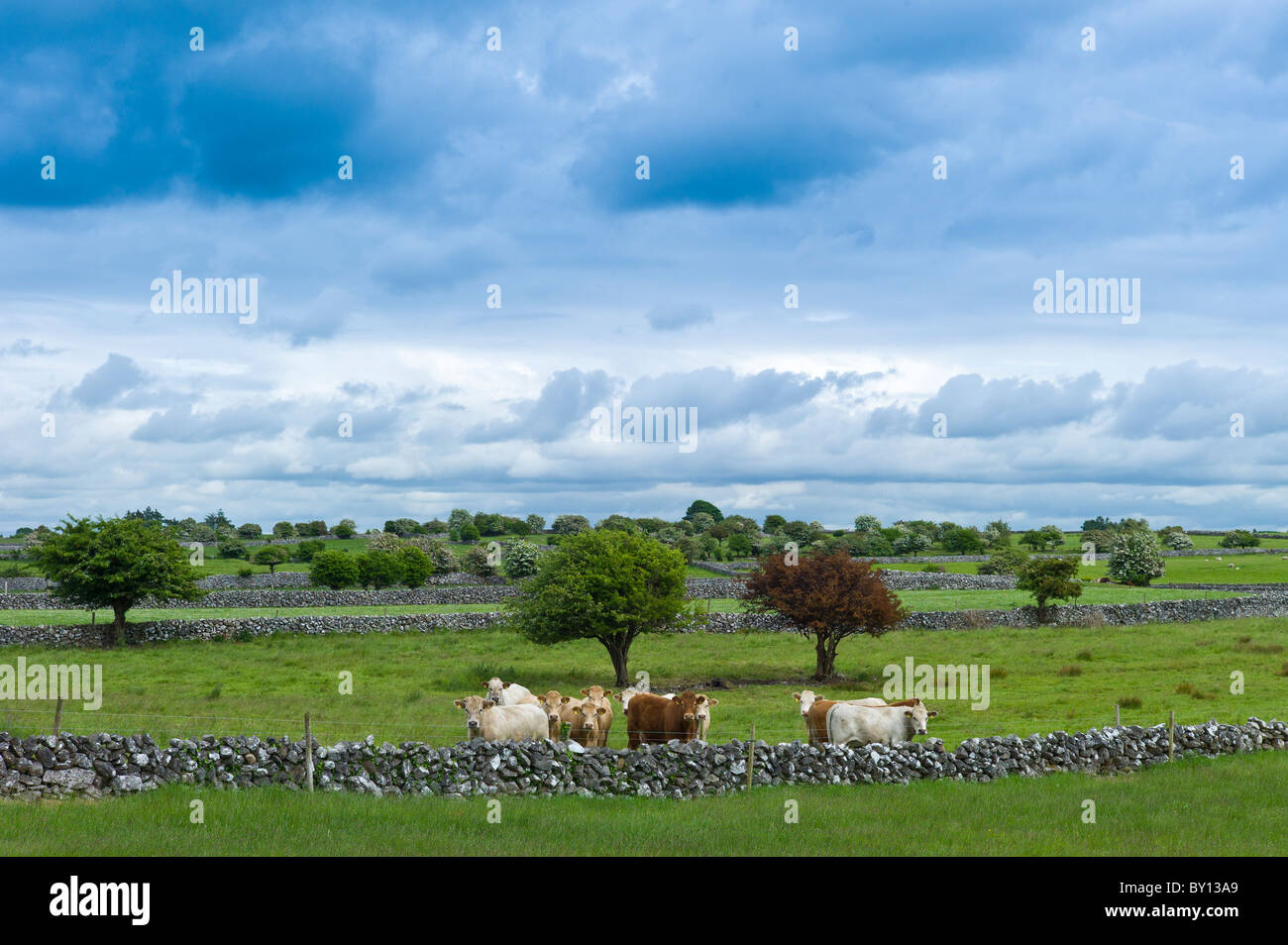 Cows in dry stone wall paddock near Ballinrobe, County Mayo, Ireland ...
