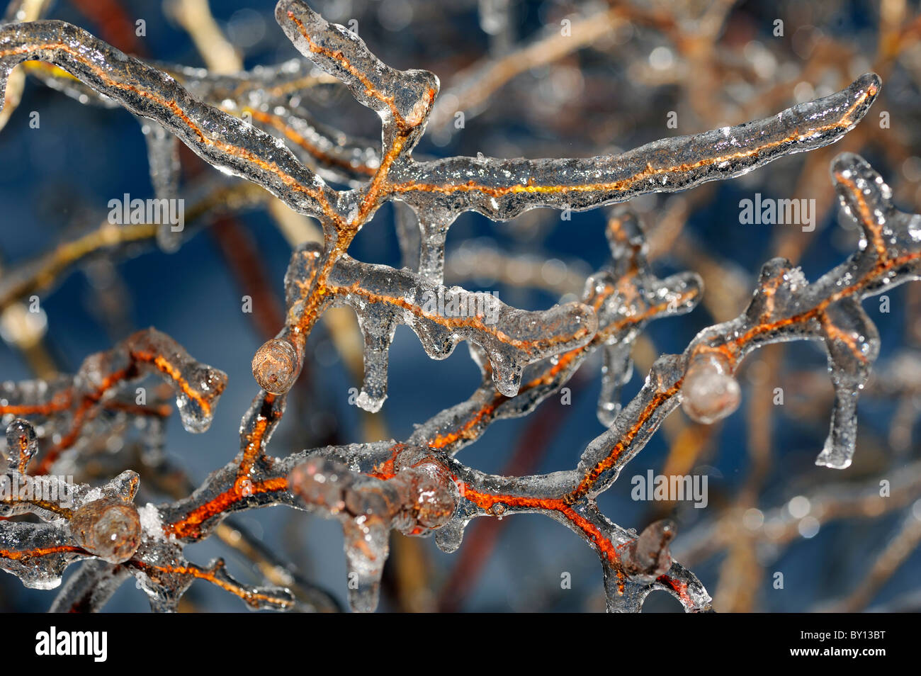 Branch frozen in ice after ice rain Stock Photo - Alamy