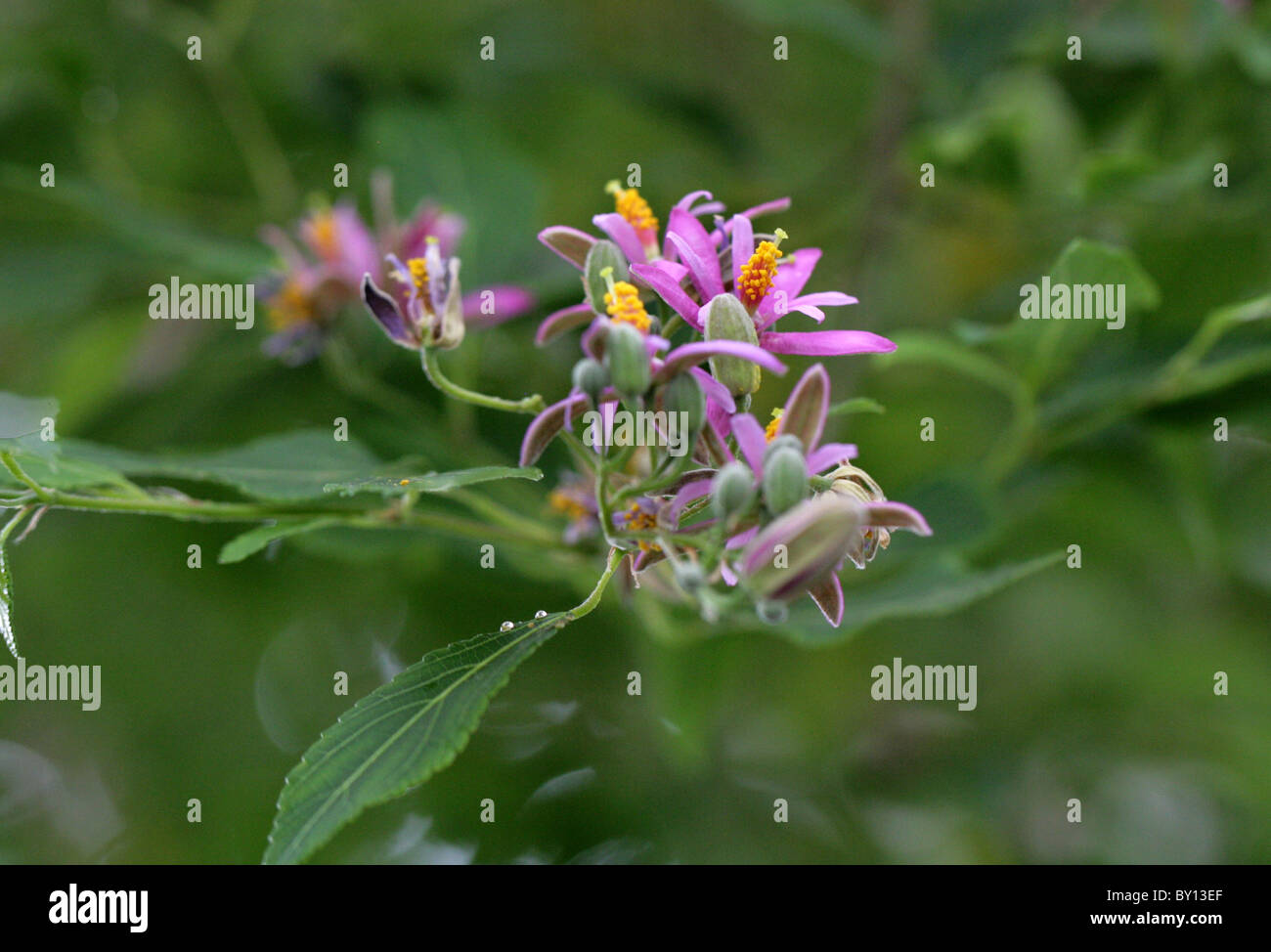 Buttonwood, Crossberry, Four-Corner, Lavender Star Flower, Violet Star ...