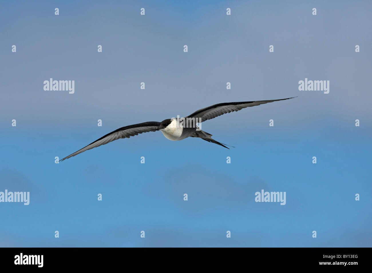 Long-tailed skua (Stercorarius longicaudus), adult bird in flight ...