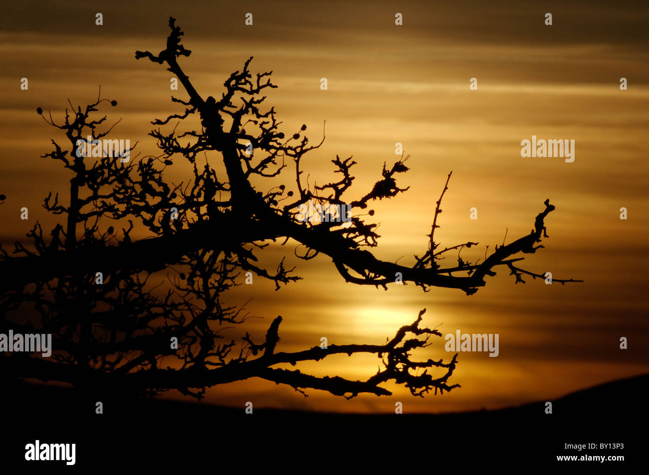 Hawthorn tree silhouette hi-res stock photography and images - Alamy