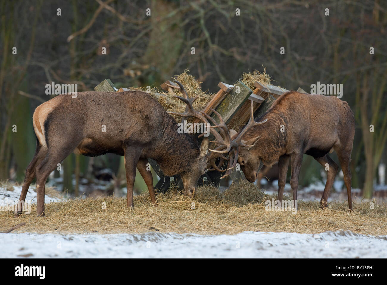 Deer stag fighting hi-res stock photography and images - Alamy
