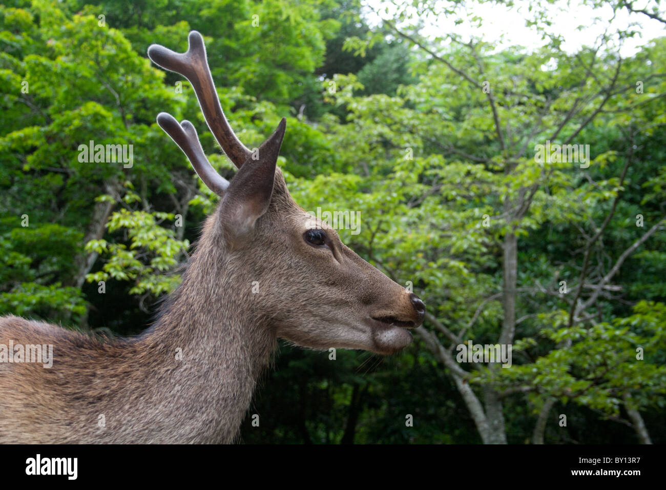 Miyajima deer japan hi-res stock photography and images - Alamy