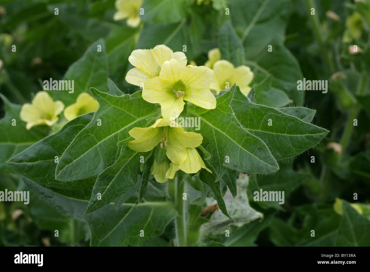 Henbane, Stinking Nightshade or Black Henbane, Hyoscyamus niger ...
