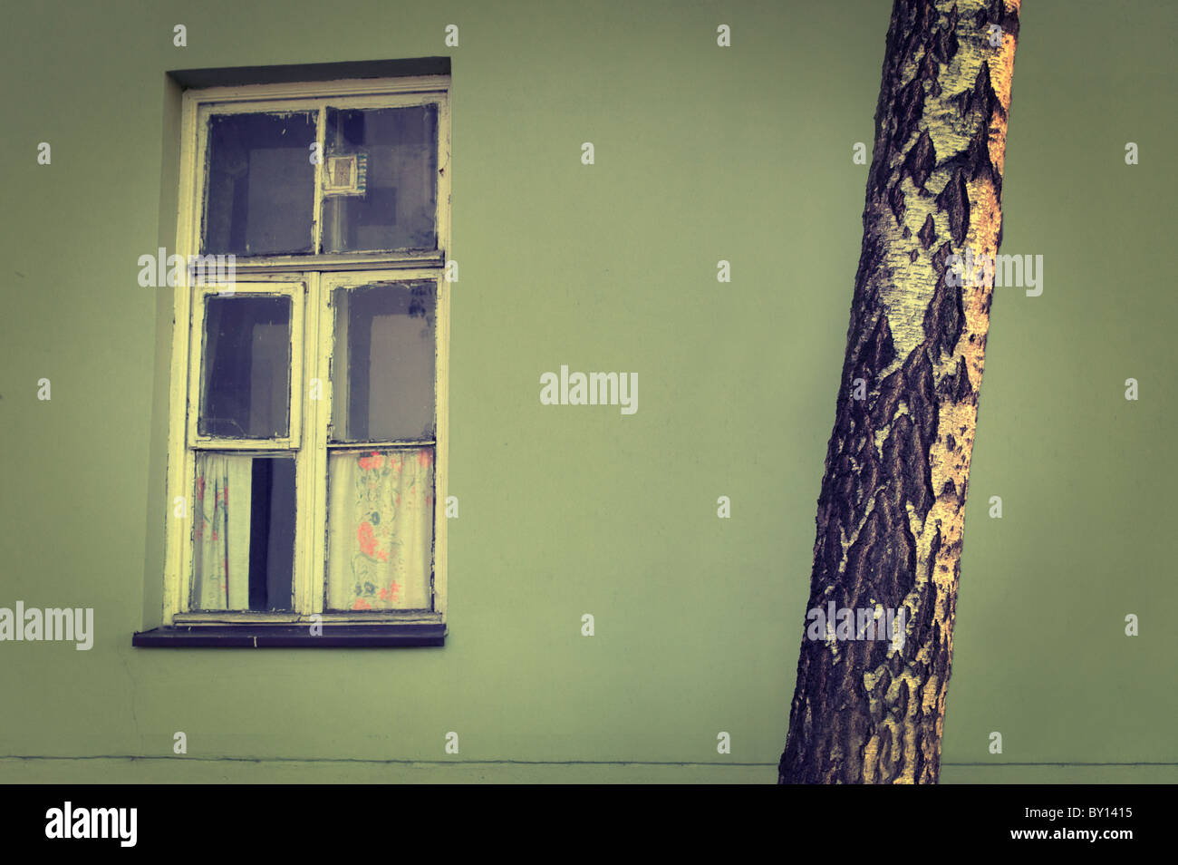 Birch tree and window Stock Photo - Alamy