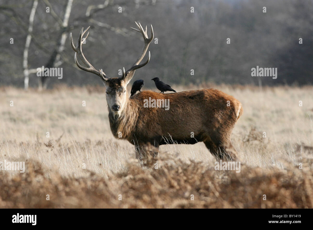 Stag bird hi-res stock photography and images - Alamy
