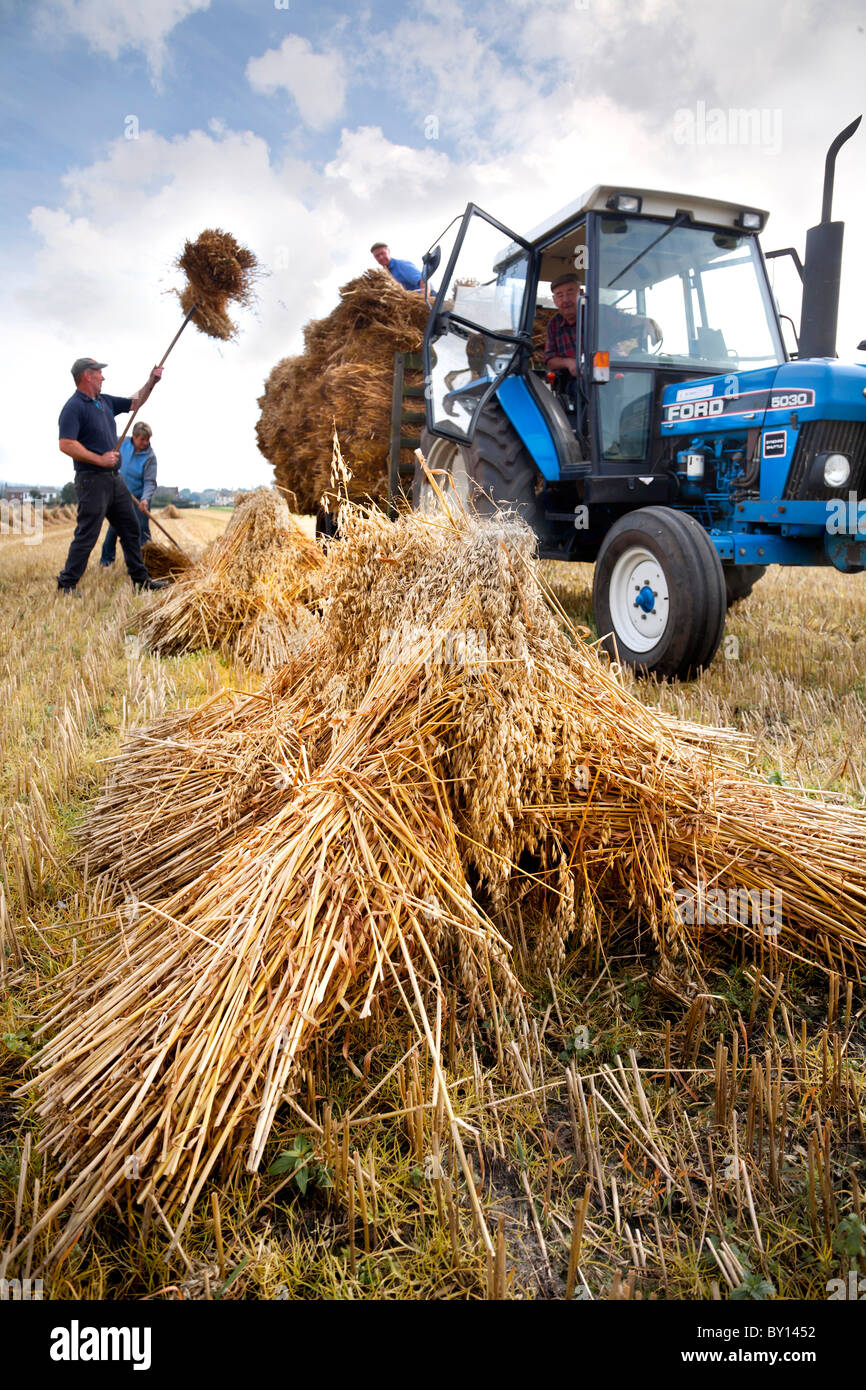 Traditional Corn Harvest Stock Photo - Alamy